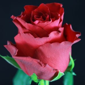 Premium Roses (High Quality Premium fresh cut Kenyan Roses) - PJ Dave Flora