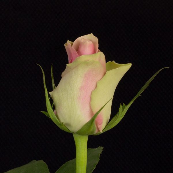 Belle Rose | PJ Dave Flora