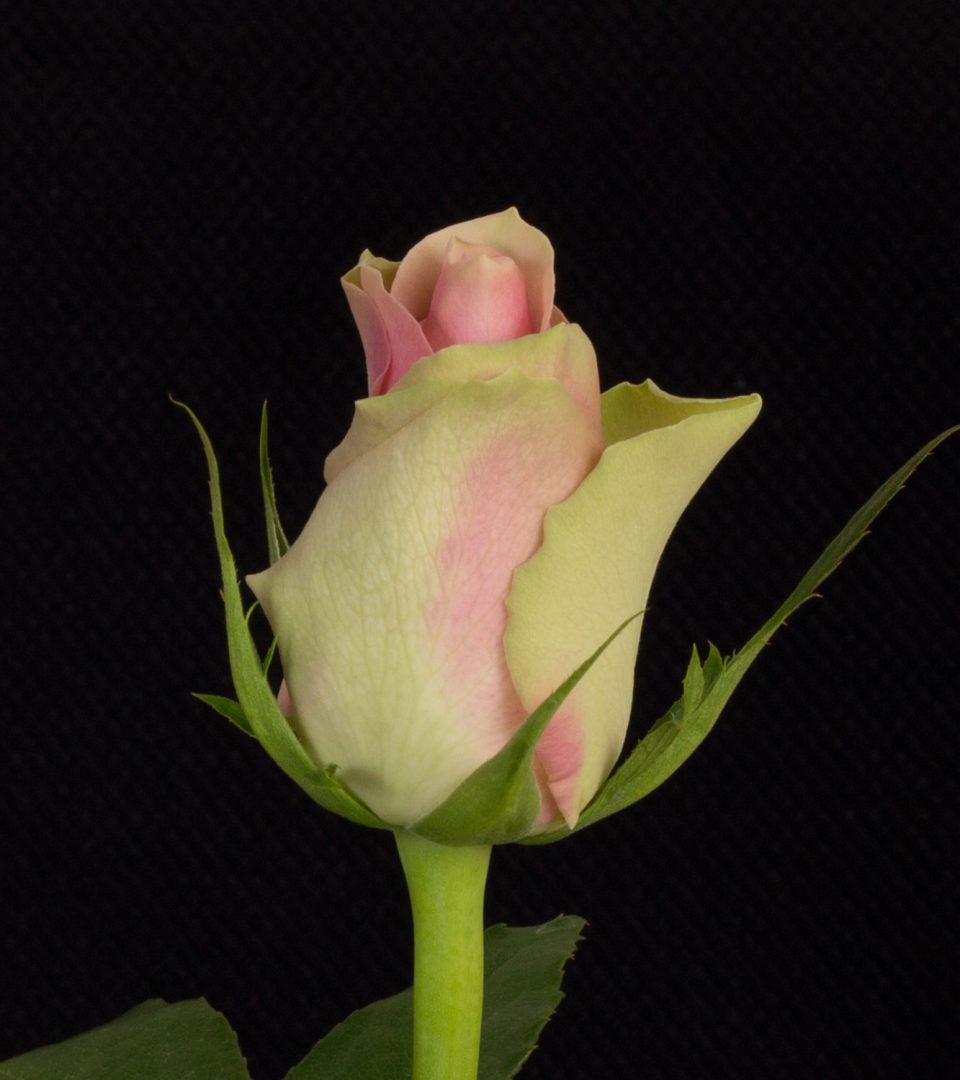 Rhodos Roses (QUALITY premium fresh-cut Kenyan roses) - PJ Dave Flora