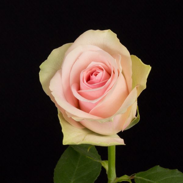 Belle Rose | PJ Dave Flora