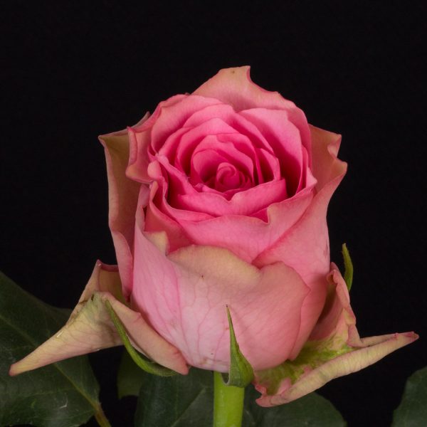 Rhodos Roses (QUALITY premium fresh-cut Kenyan roses) - PJ Dave Flora