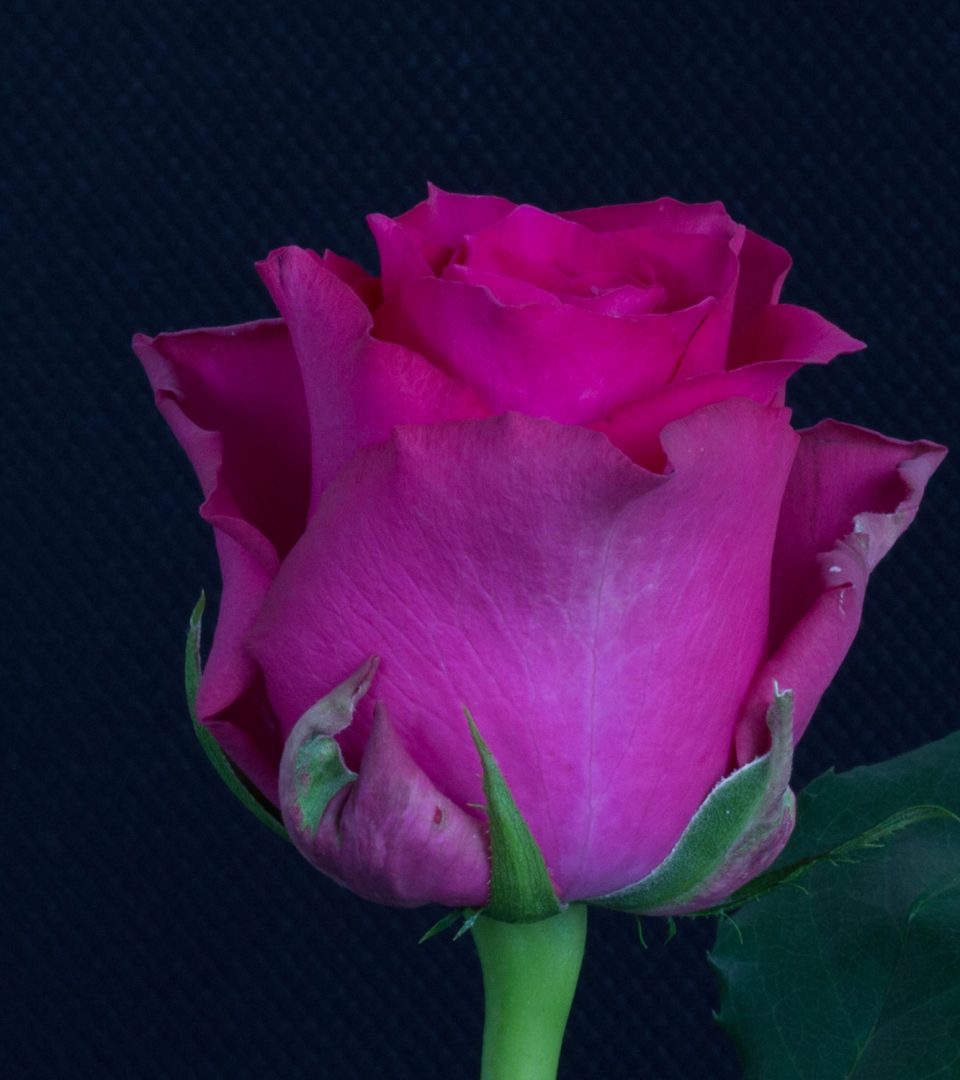 Rhodos Roses (QUALITY premium fresh-cut Kenyan roses) - PJ Dave Flora