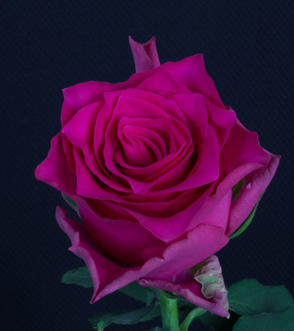 Rhodos Roses (QUALITY premium fresh-cut Kenyan roses) - PJ Dave Flora