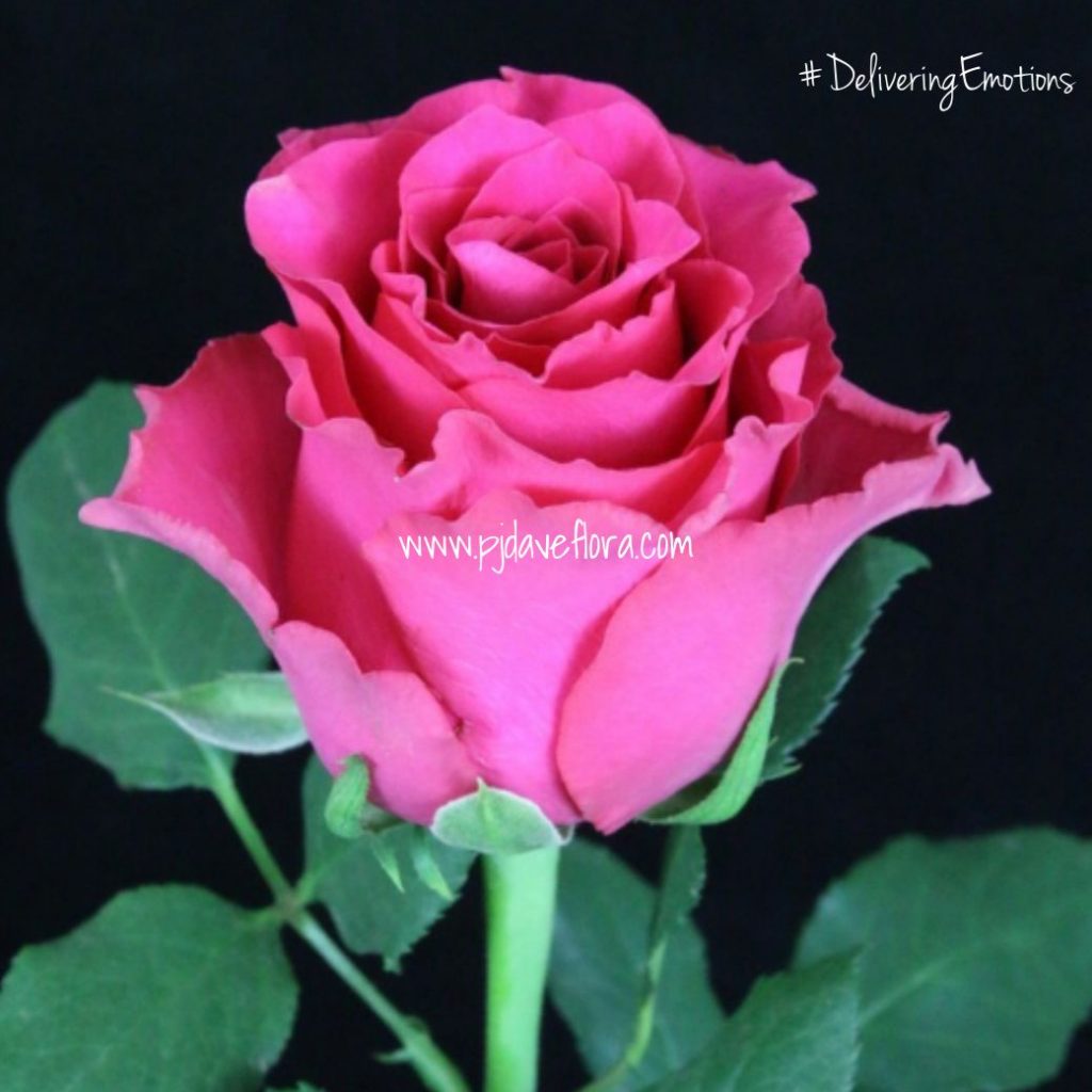 Pink Rhodos | PJ Dave Flora