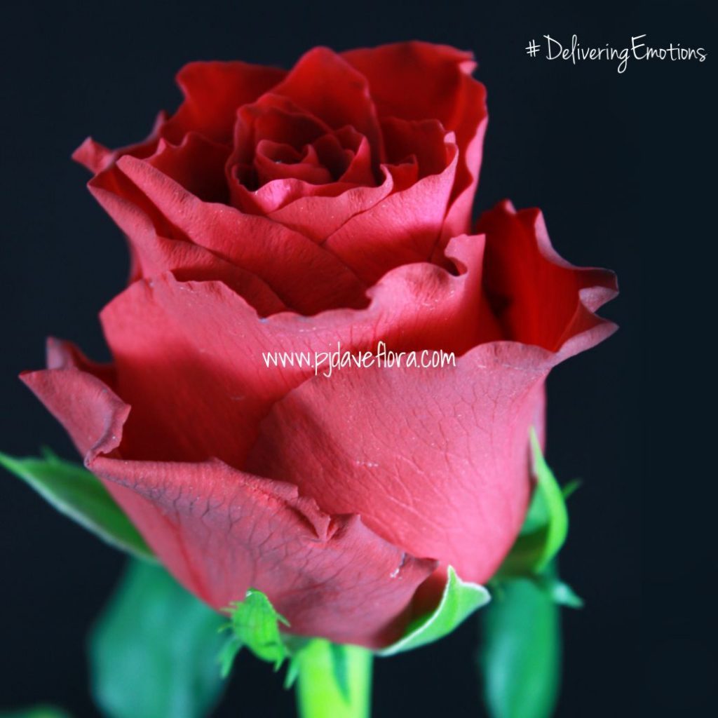 Rhodos Roses | PJ Dave Flora