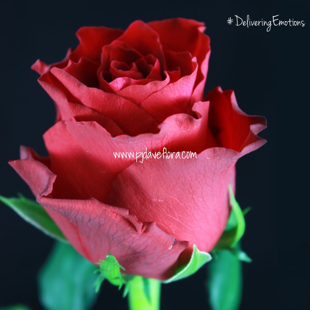 Rhodos Roses | PJ Dave Flora